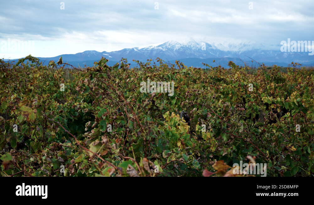 Wild vineyard and mountains Stock Video Footage - Alamy