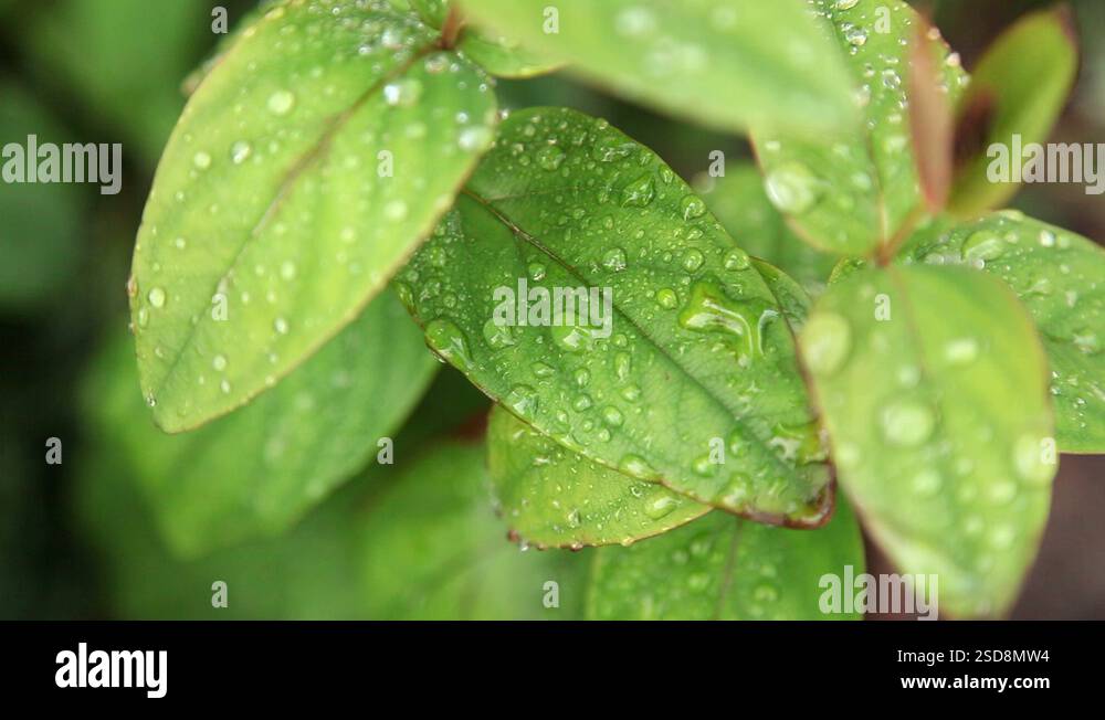 Water drops on leaves Stock Videos & Footage - HD and 4K Video Clips ...