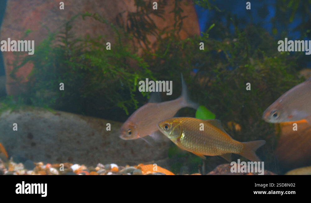 Young bream, and crucian carp swim in the aquarium. Freshwater river ...