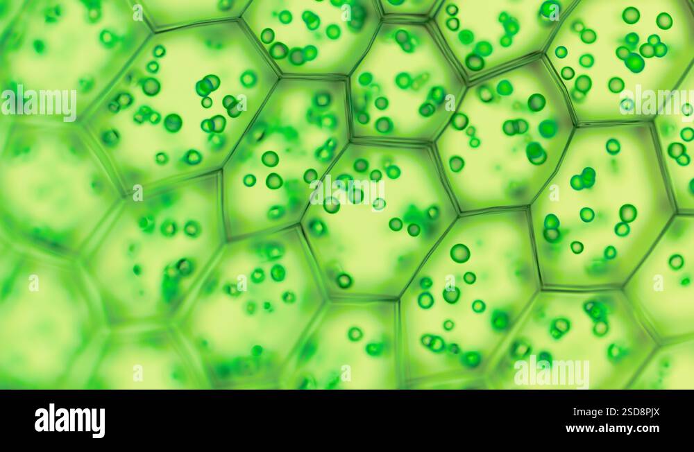 Generic green plant cells under a microscope. Seamless looping ...