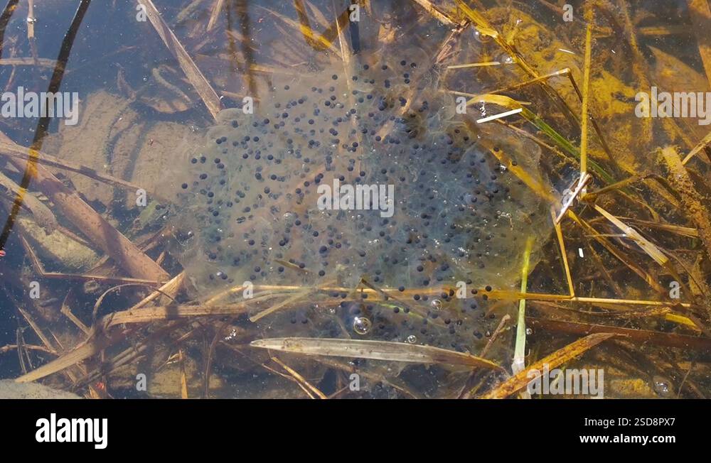 Spawn of frogs Stock Videos & Footage - HD and 4K Video Clips - Alamy
