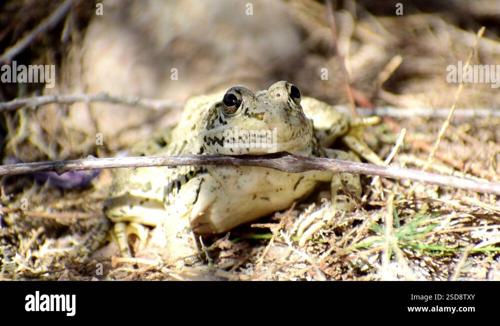 A lonely male common frog staring at camera on the ground Stock Video ...