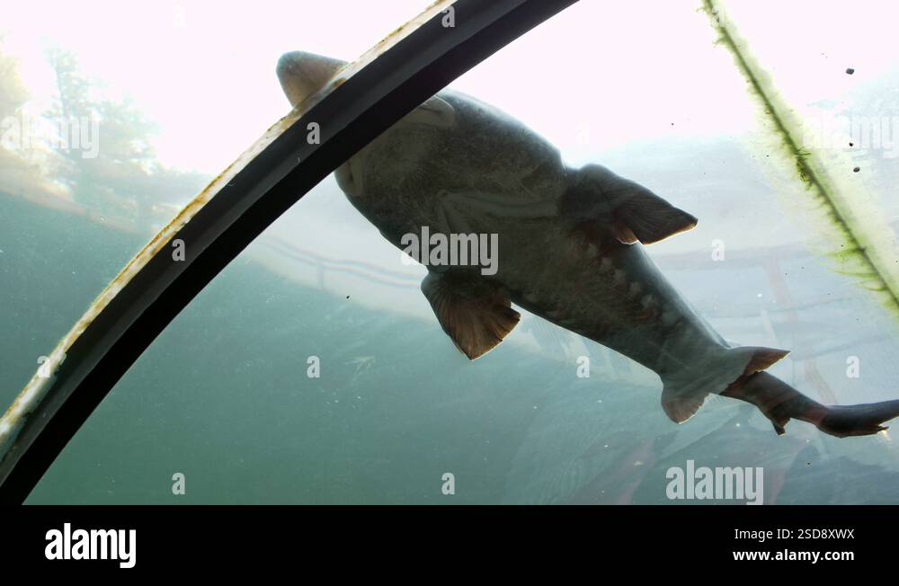 Beluga or European sturgeon (Huso huso) swimming in aquarium Stock ...