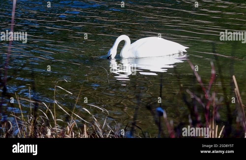 Swan dipping its head in the water on a river Stock Video Footage - Alamy