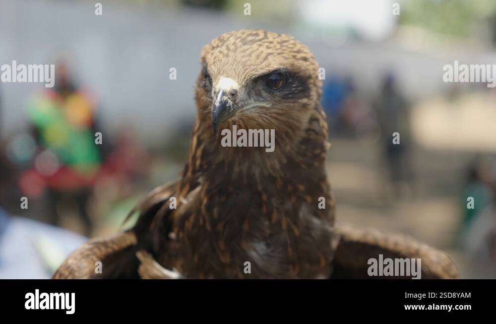 Close up shot, brown Papuan eagle opening its wings ready to fly Stock ...