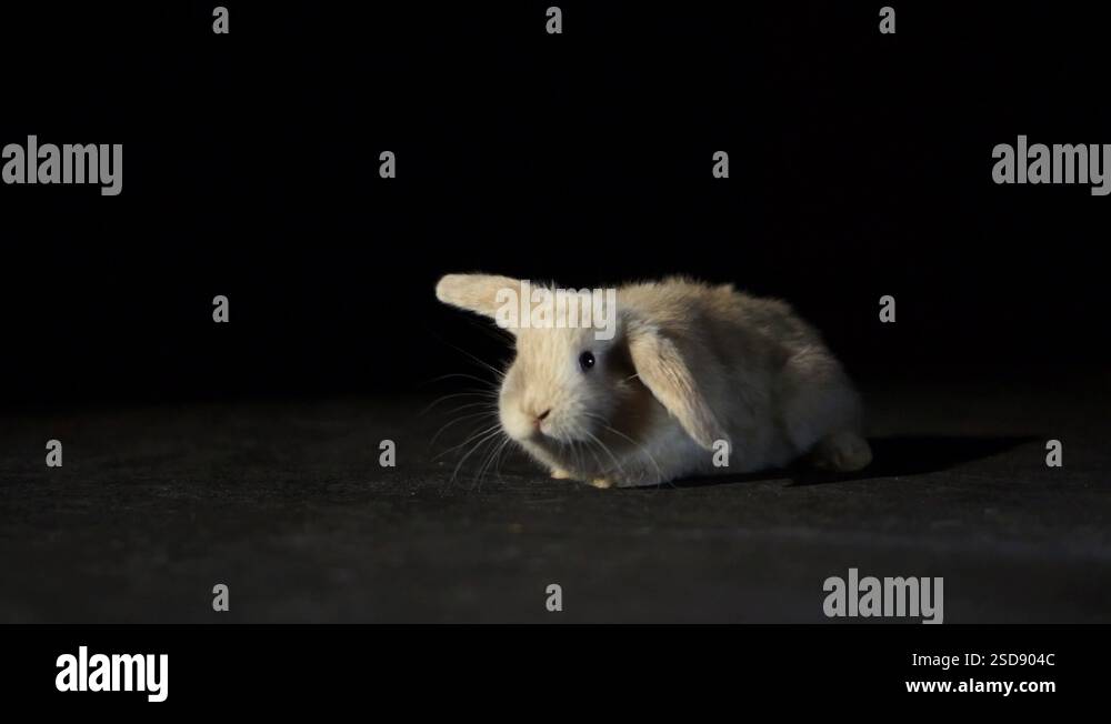 Mini Lop Rabbit Hopping And Sniffing With Soft Fluffy Cream Fur At The ...