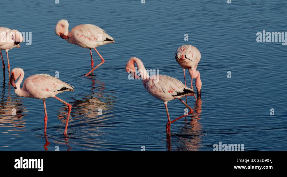 Amazing colorful birds of Namibia, flamingos are eating in a big flock ...