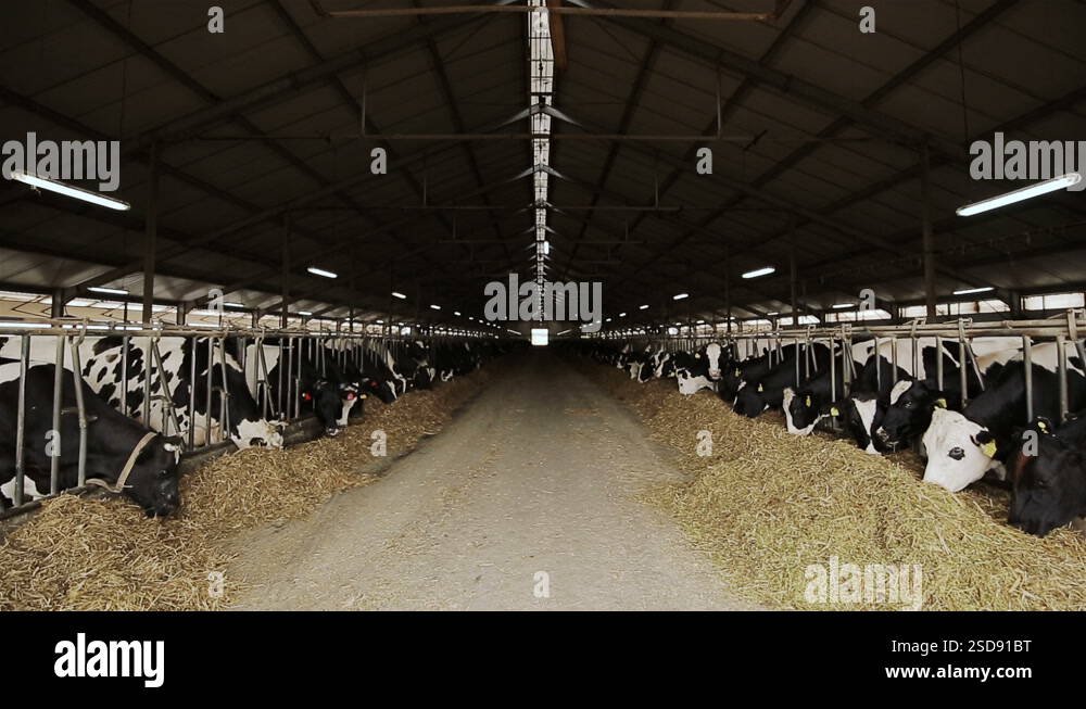 Livestock Complex. Herd of cows in cowshed Stock Video Footage - Alamy