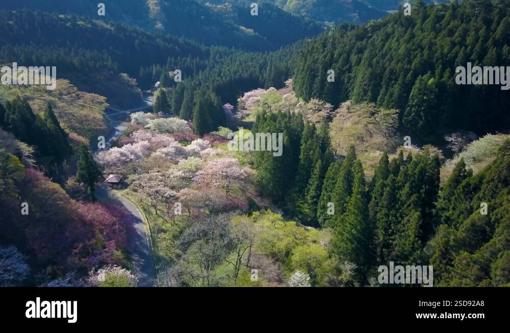 AERIAL WS Landscape with forest in valley, Mount Myogi, Gunma ...