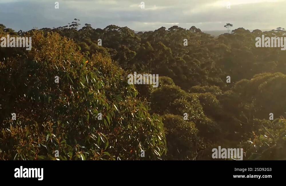 Tree tops of Australian eucalyptus trees with golden light by rain. Pan ...