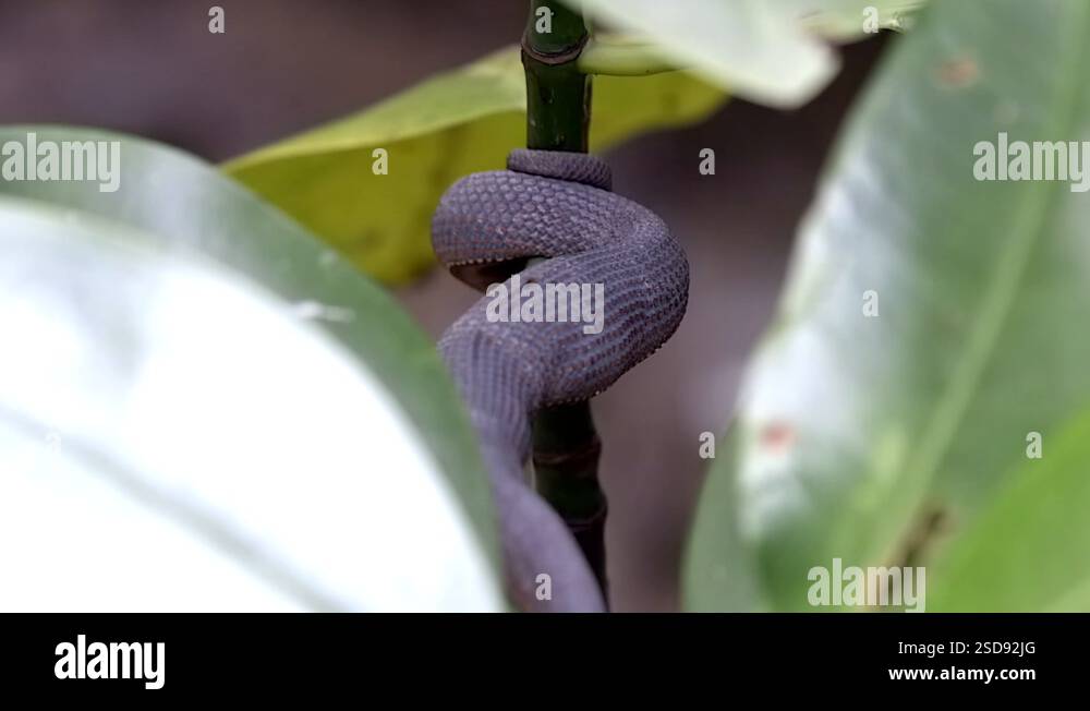 A juvenile shore pit viper purplish-brown body coiling while hiding its ...