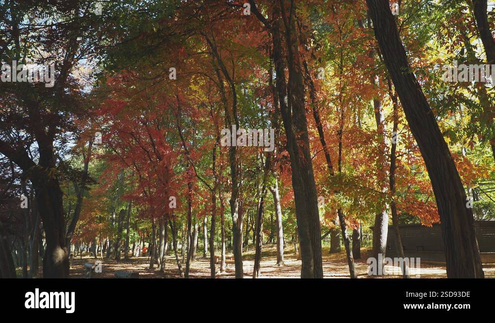 Colorful Fall foliage trees at Nami Island, Autumn in South Korea Stock ...