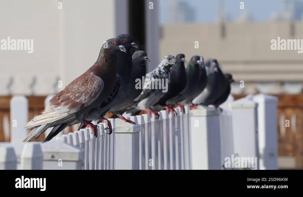 A group of pigeons sitting under sun. Pigeons are very common and ...