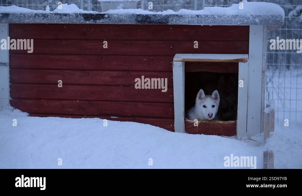A Family Of Gray Siberian Husky Running Out Of The Red Dog House In ...