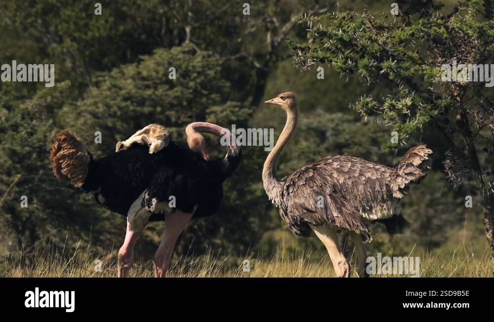 A Couple Of Ostrich Goofing Around With Each Other On A Summer Day In ...
