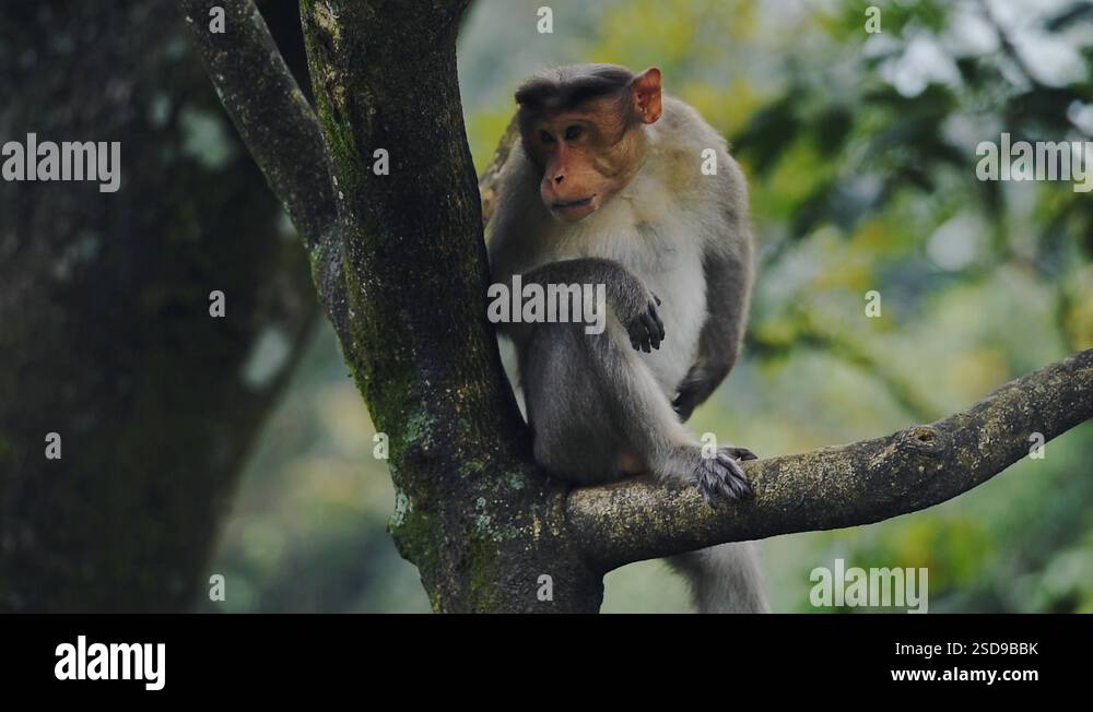 A Monkey Resting On The Branch Of A Tree Scratching Its Body In India ...