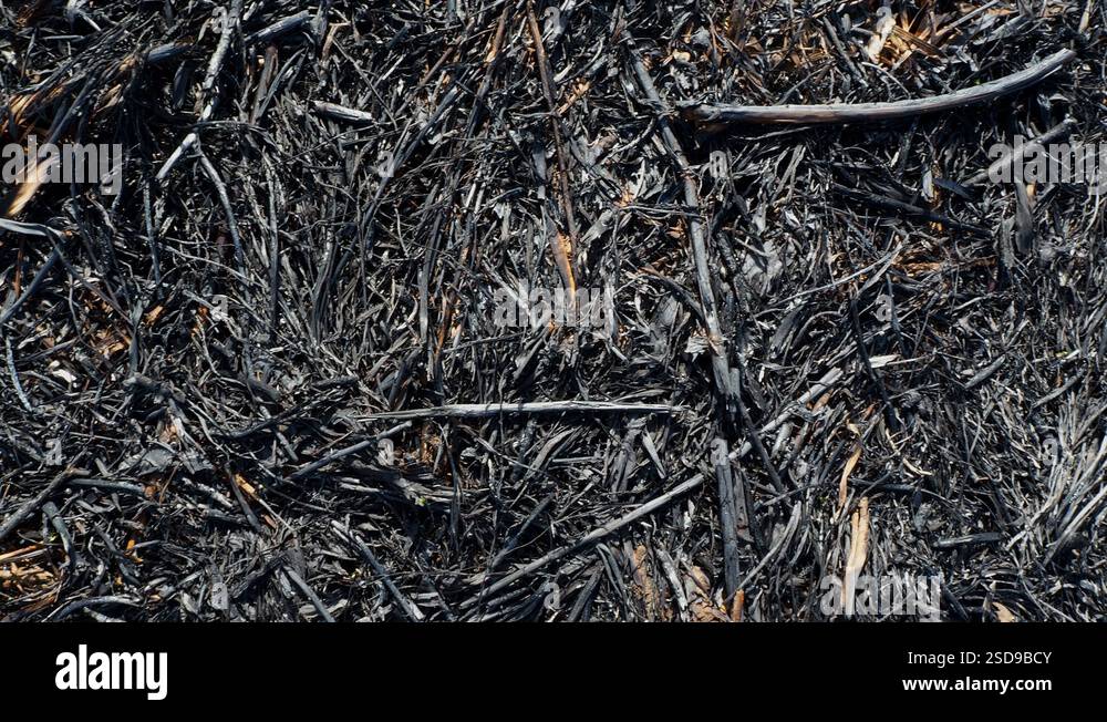 Close-up of scorched earth after spring fire in forest. Black burnt ...