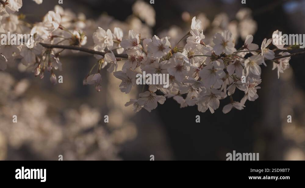 Shadow Cherry blossom in spring daytime Stock Video Footage - Alamy