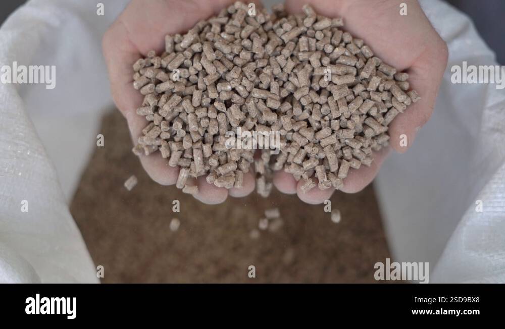Granule feed for rural animals falls from the hands of a male farmer ...