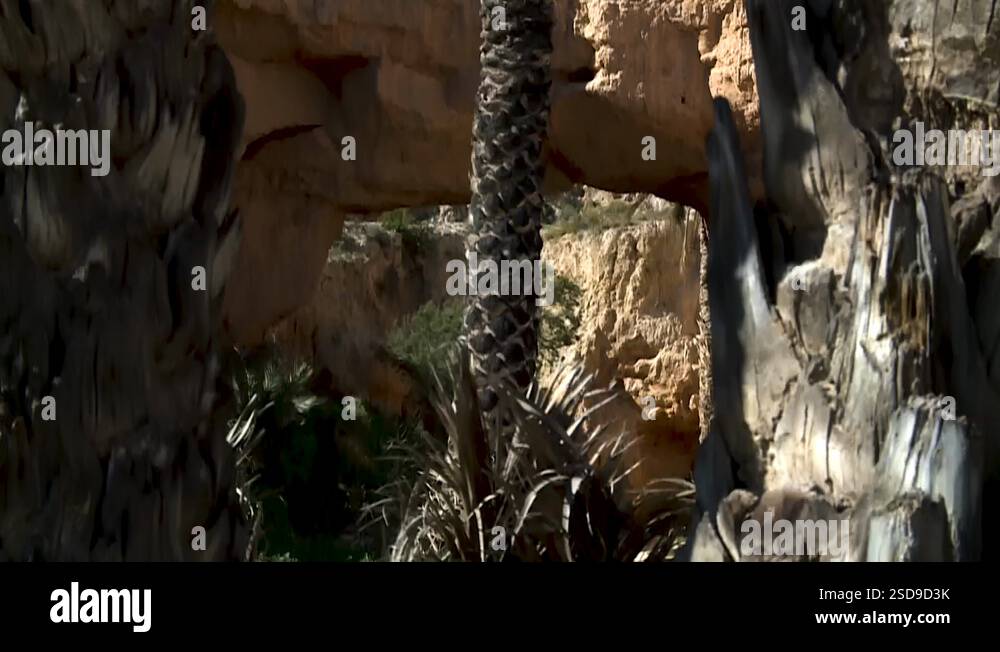 Vertical pan tilt on a palm tree in an oasis, trunks of two other palm ...