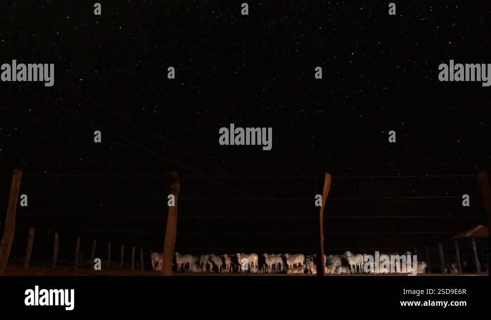 Moving stars and cow timelapse, cows sleep and move around under the ...