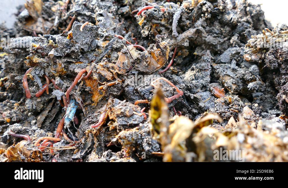 Humus production Stock Videos & Footage - HD and 4K Video Clips - Alamy