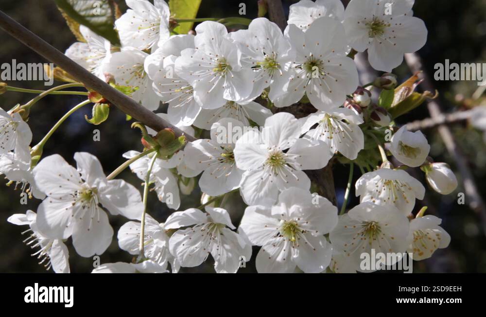 The beauty of sunlit spring time cherry blossoms Stock Video Footage ...