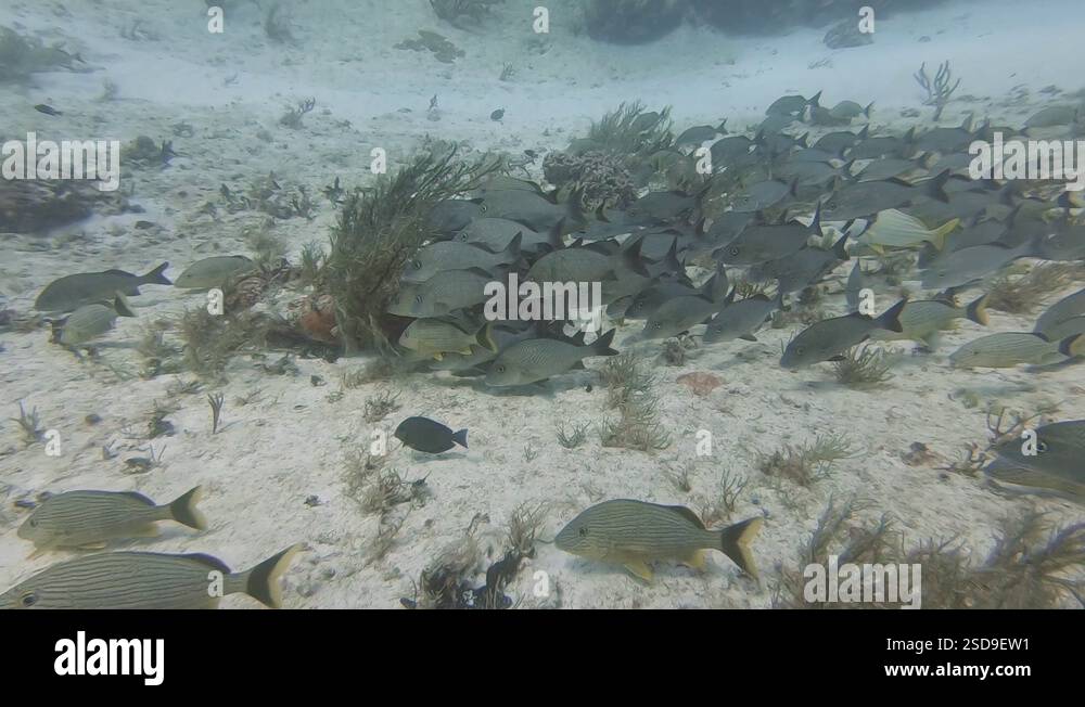 School of fish on a sandy bottom in clear blue sea water in Mexico ...
