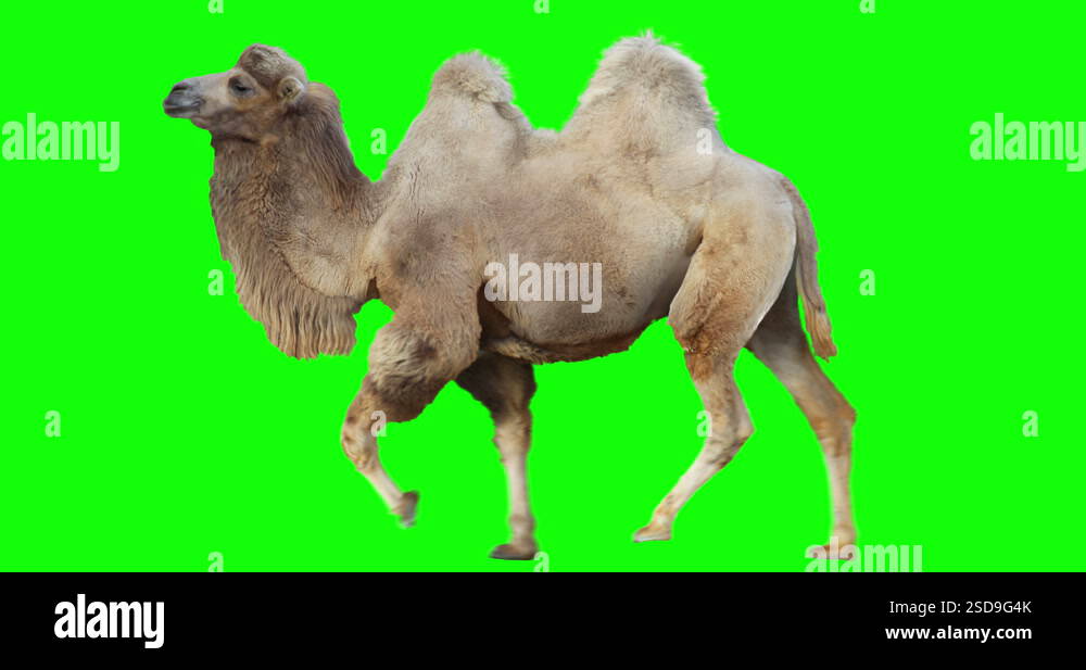 Camel Bactrian Run Trotting White Green Screen Stock Video Footage - Alamy