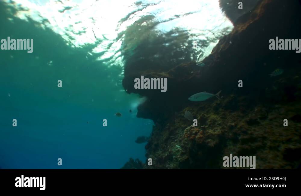 Looking up at a coral reef head poking out of the ocean surrounded by ...