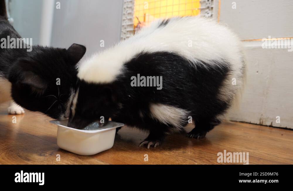 Animal friendship: skunk and cat are eaten from one bowl Stock Video ...