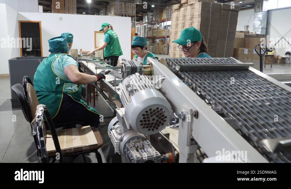Tea factory workers are engaged in the packaging of tea Stock Video ...