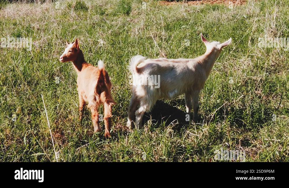 Two goats look at the camera Stock Video Footage - Alamy