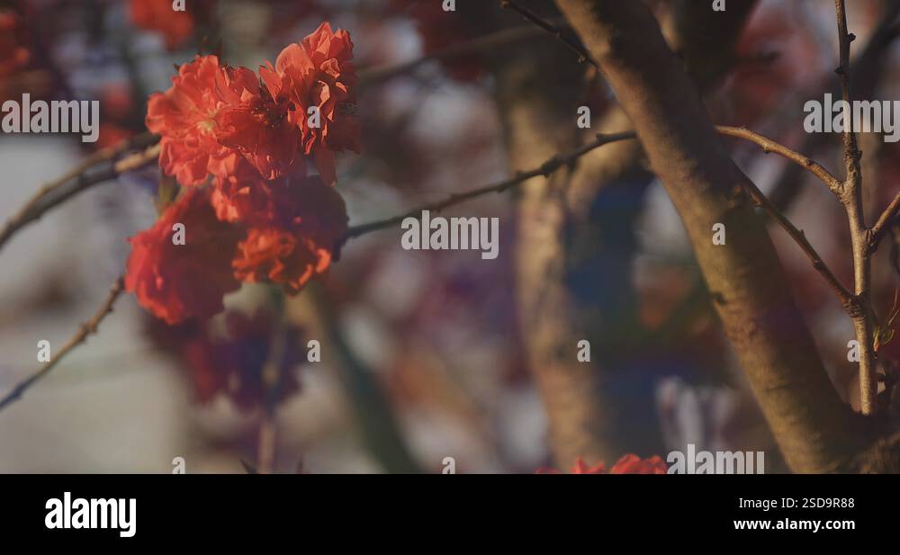 Dreamy red cherry flower in spring daytime medium shot Stock Video ...