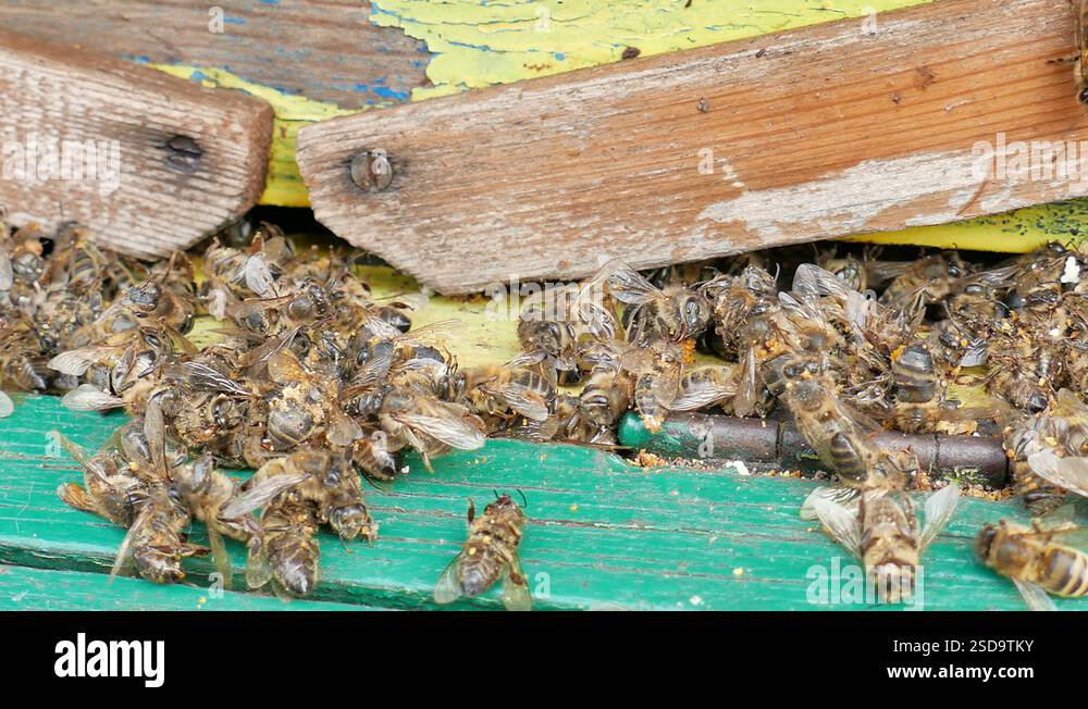 Dead and dying bees at the inlet to the hive Stock Video Footage - Alamy