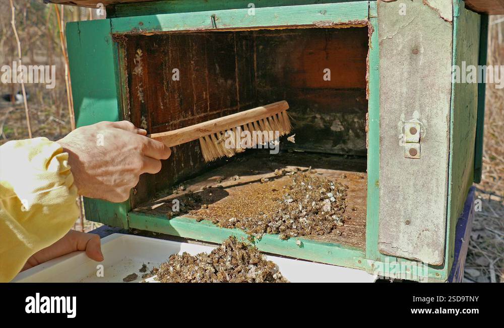 Beehive deadout. Beekeeper cleans dead bees from the bottom of the ...