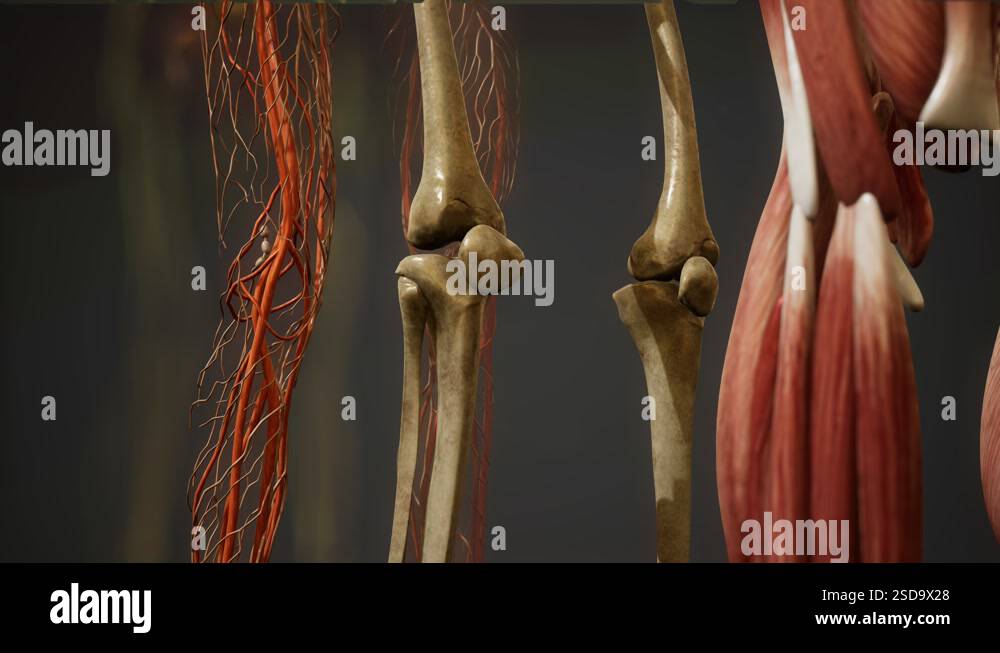 Animated 3D human anatomy illustration Stock Video Footage - Alamy