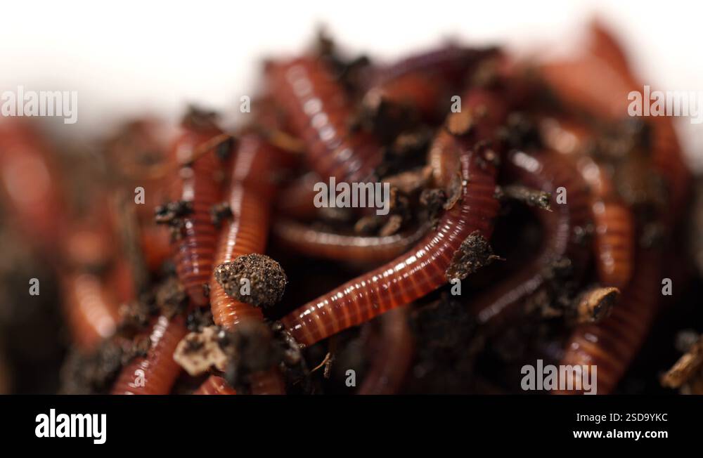 Selling manure Stock Videos & Footage - HD and 4K Video Clips - Alamy