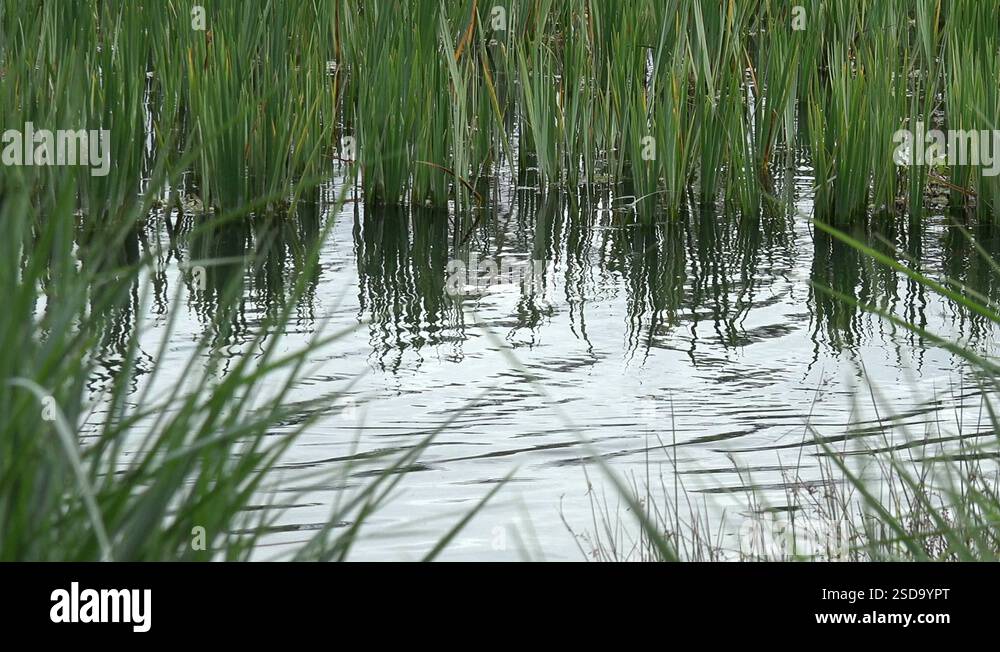 Beautiful marsh Stock Videos & Footage - HD and 4K Video Clips - Alamy
