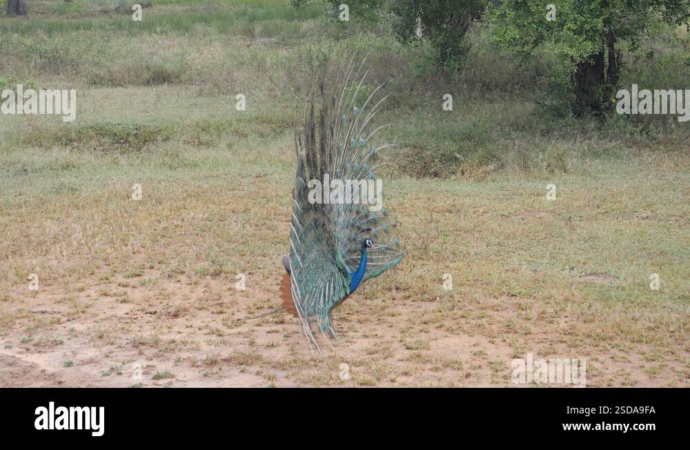 Wild peacock on flirting dancing ritual opened tail, male's extravagant ...