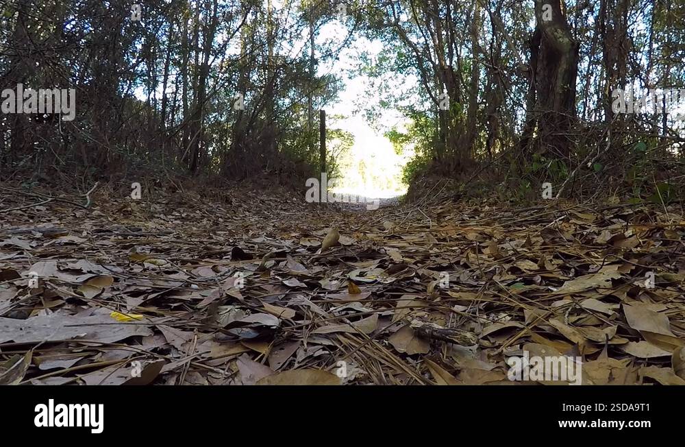 Slow Motion Trail running in the woods in North West Florida. Training ...
