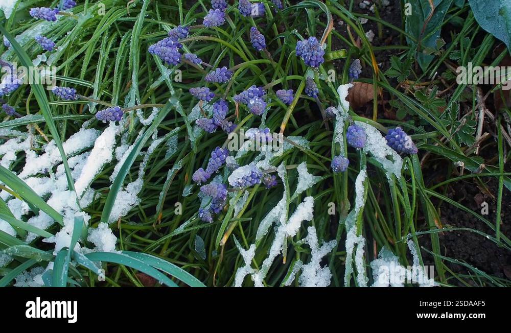 Purple flower blooms under the ice. Muscari neglectum - Grape hyacinth ...