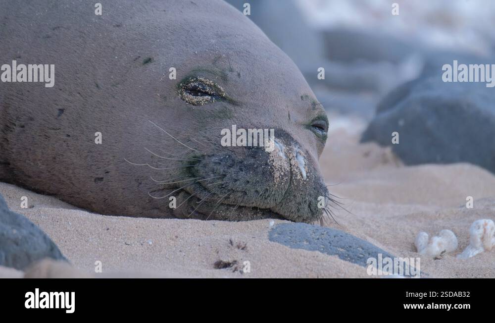 Hawaiian monk seal (Neomonachus schauinslandi) relaxes on the sand ...