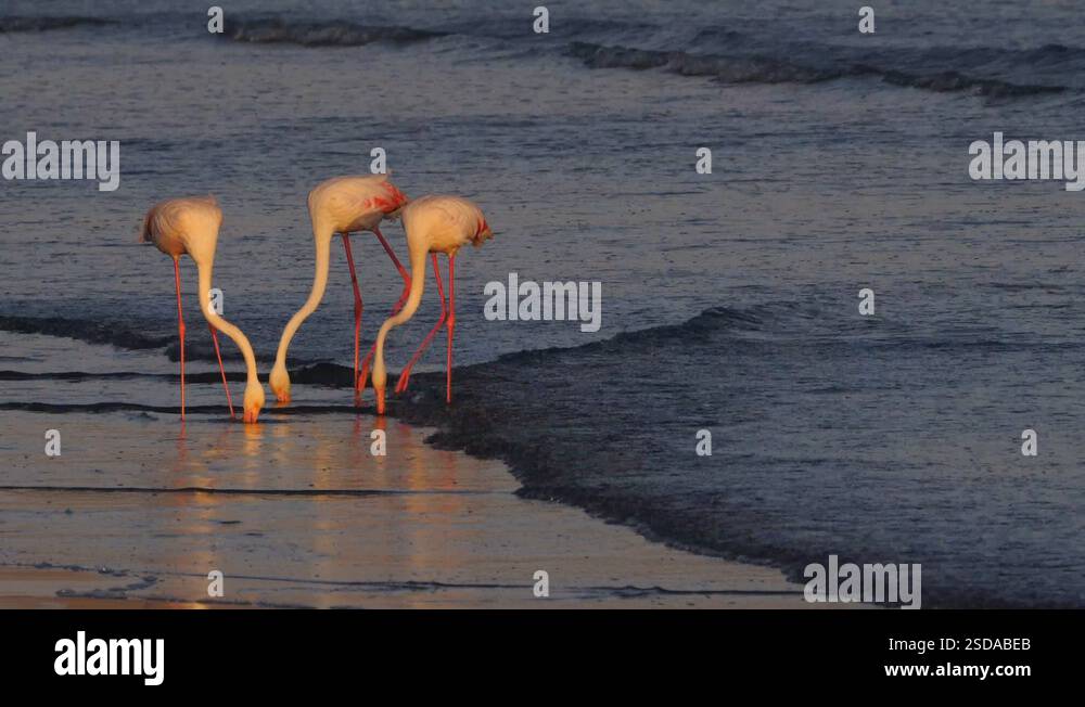 3 flamingos at the beach searching the agitated sand for food with ...