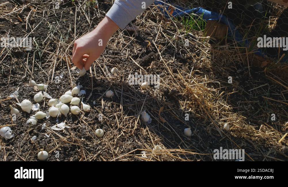 White shallots being planted shallow in soil to be later covered only ...