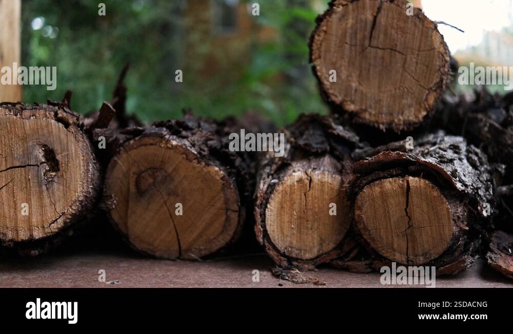 A man placing wood logs into a stack on a wooden floor with trees ...