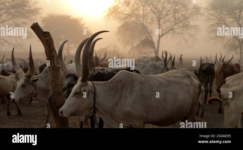 Tribe People on the Dinka cattle camp. South Sudan Stock Video Footage ...