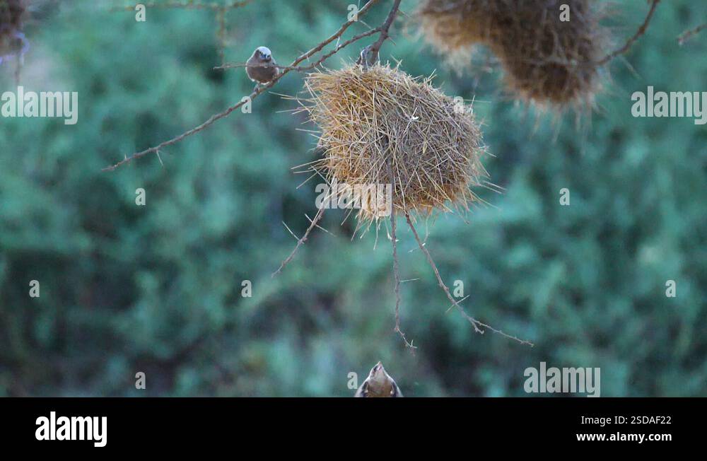 A Pair of African Weaver Birds check their nest individually in the ...