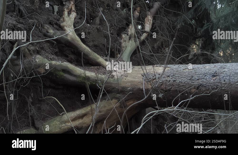 The fallen big tree and the black soil in the roots in Finland Stock ...