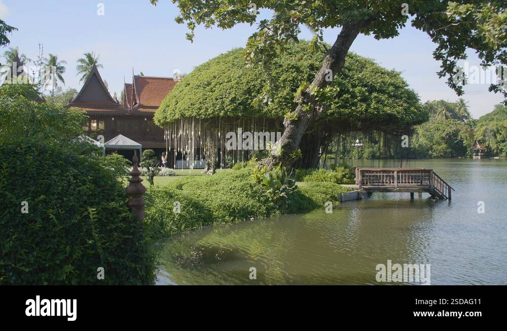 A beautiful banyan tree by the lake and lake house (Thai pavilion) in a ...